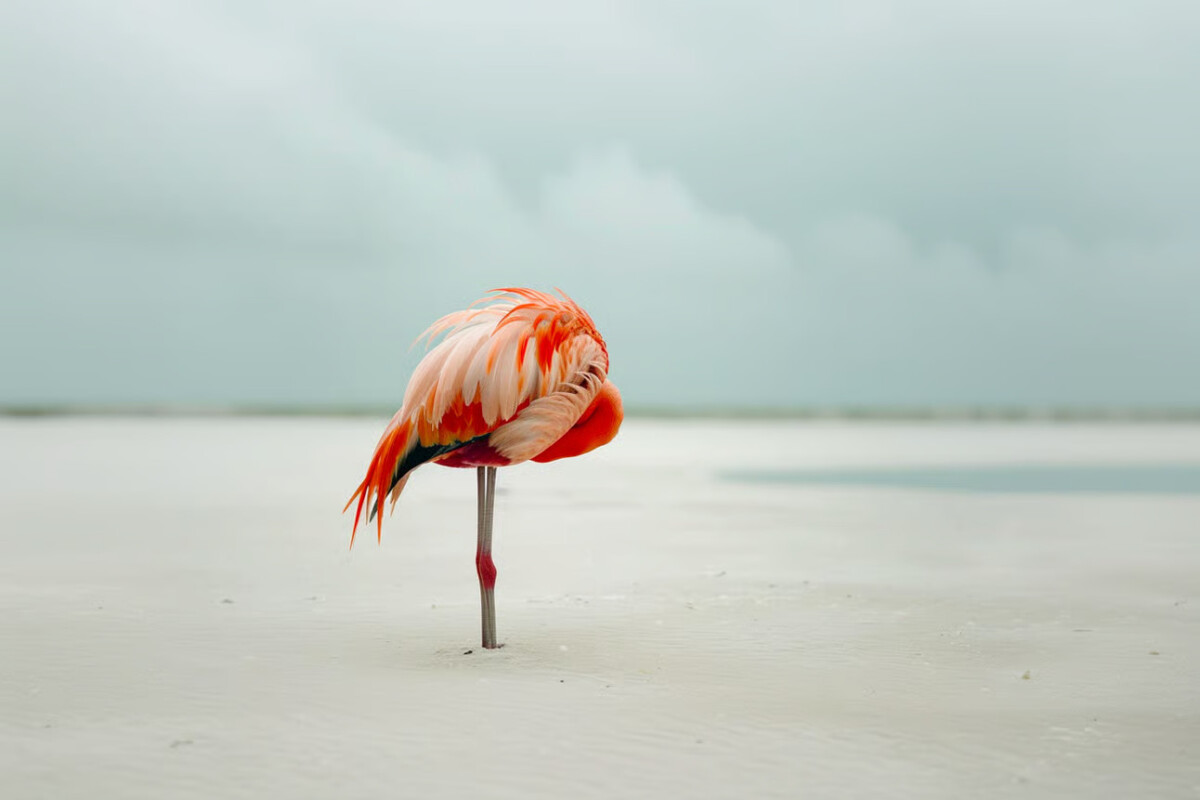 Flamingo Photo Proves AI Can’t Beat Reality